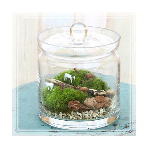 line2462terarium　_gardening　koketera　_interior　ＭＳ34　_hachu　コケシリーズ　terrarium　苔Ｔｅｒｒａシリーズ　ガーデニング　観葉植物　苔　苔テラリウム　コケテラリウム　苔盆栽　...
