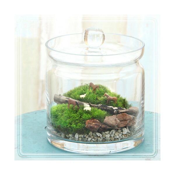 line2462terarium　_aqua　koketera　_interior　ＭＳ34　_hachu　コケシリーズ　terrarium　苔Ｔｅｒｒａシリーズ　ガーデニング　観葉植物　苔テラリウム　コケテラリウム　苔盆栽　2015112...