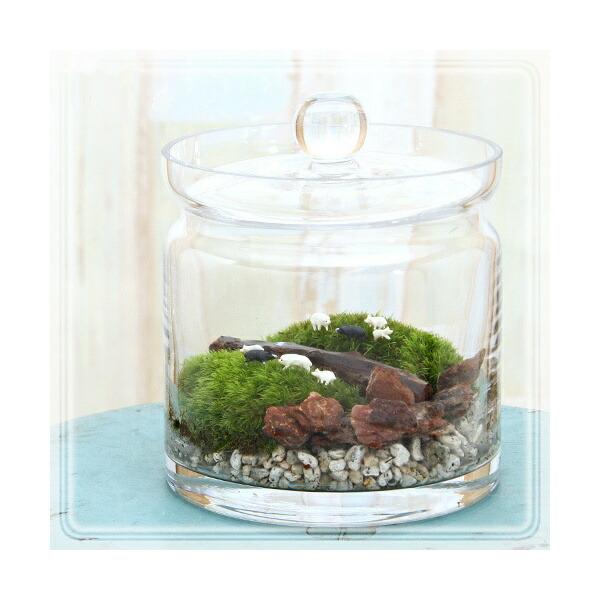 line2462terarium　_gardening　koketera　_interior　ＭＳ34　_hachu　コケシリーズ　terrarium　苔Ｔｅｒｒａシリーズ　テラリウムガラス　テラリウムキット　ガーデニング　観葉植物　苔テラ...
