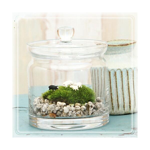 line2462terarium　koketera　ＭＳ34　_hachu　コケシリーズ　terrarium　苔Ｔｅｒｒａシリーズ　ガーデニング　観葉植物　苔テラリウム　コケテラリウム　苔盆栽　水草　流木　石　グラスアクア　ミニ観葉　苔玉　...
