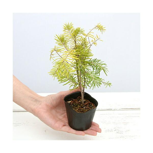 _gardening　ガーデニング　果樹　山野草　盆栽　Ｐｉｎｕｓ　ｄｅｎｓｉｆｌｏｒａ　椴松　トドマツ　トド松　20151227　ＮＴ　縁起樹　縁起木　osyougatu_plants　osyougatu_item　植物　植物生体　ガーデ...