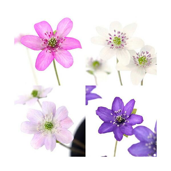 _interior　_gardening　ガーデニング　山野草　寄せ植え　koukaseki_series　sannyasou_2014　20160113　ＮＴ　植物　植物生体　ガーデニング生体　育て方　育成方法　栽培方法　koke_tok...