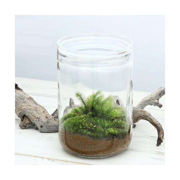 line2462terarium　koketera　ＭＳ34　_hachu　コケシリーズ　terrarium　苔Ｔｅｒｒａシリーズ　テラリウムガラス　テラリウムキット　ガーデニング　観葉植物　苔テラリウム　コケテラリウム　苔盆栽　20160...