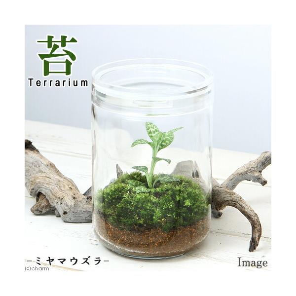 line2462terarium　koketera　ＭＳ34　_hachu　コケシリーズ　terrarium　苔Ｔｅｒｒａシリーズ　テラリウムガラス　テラリウムキット　ガーデニング　観葉植物　苔テラリウム　コケテラリウム　苔盆栽　20160...