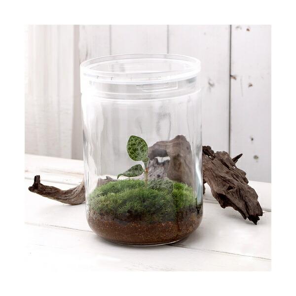 line2462terarium　_gardening　_hachu　コケシリーズ　terrarium　苔Ｔｅｒｒａシリーズ　テラリウムガラス　テラリウムキット　ガーデニング　観葉植物　苔テラリウム　コケテラリウム　苔盆栽　Ｍａｃｏｄｅｓ　...