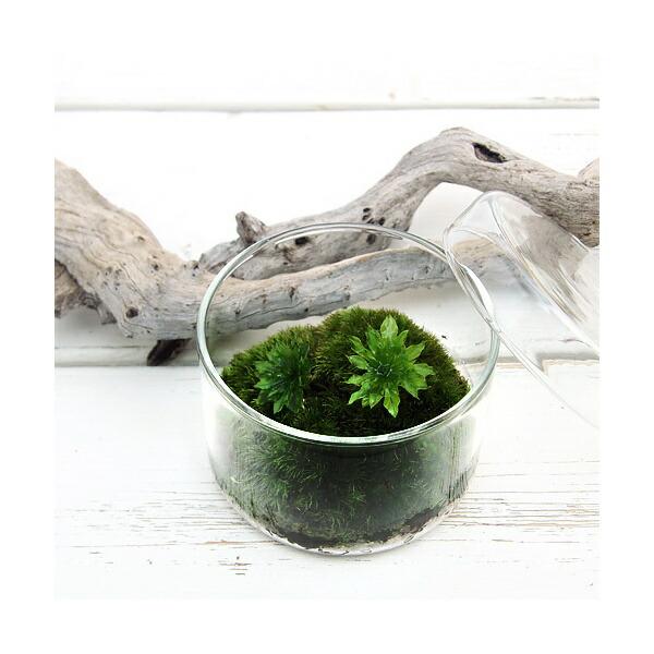 line2462terarium　koketera　ＭＳ34　_hachu　コケシリーズ　terrarium　苔Ｔｅｒｒａシリーズ　テラリウムガラス　テラリウムキット　ガーデニング　観葉植物　苔テラリウム　コケテラリウム　苔盆栽　20160...