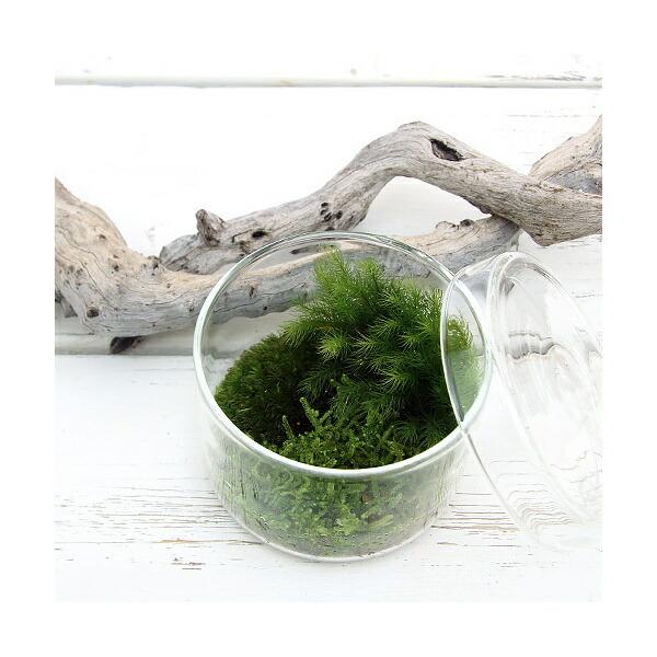 line2462terarium　koketera　ＭＳ34　_hachu　コケシリーズ　terrarium　苔Ｔｅｒｒａシリーズ　テラリウムガラス　テラリウムキット　ガーデニング　観葉植物　苔テラリウム　コケテラリウム　苔盆栽　20160...