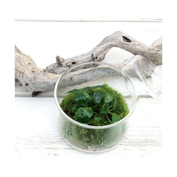 line2462terarium　koketera　ＭＳ34　_hachu　コケシリーズ　terrarium　苔Ｔｅｒｒａシリーズ　テラリウムガラス　テラリウムキット　ガーデニング　観葉植物　苔テラリウム　コケテラリウム　苔盆栽　20160...