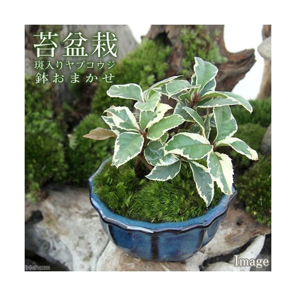 _interior　_gardening　ガーデニング　山野草　寄せ植え　koukaseki_series　sannyasou_2014　20160113　ＮＴ　植物　植物生体　ガーデニング生体　育て方　育成方法　栽培方法　koke_tok...