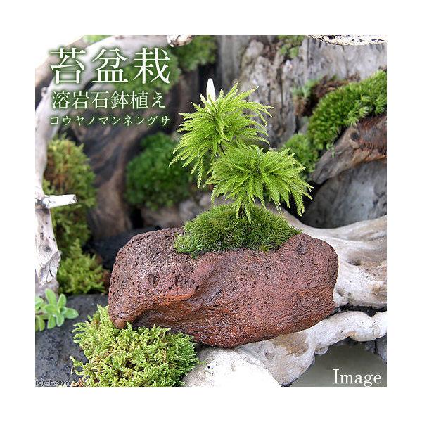 _interior　ガーデニング　園芸　花　鉢花　山野草　山野草盆栽　苔盆栽　盆栽　fk_bonsai　溶岩石鉢植え　コウヤノマンネングサ　20151229　ＮＫＢ　fkb16　植物　植物生体　ガーデニング生体　koke_isbt　育て方　...
