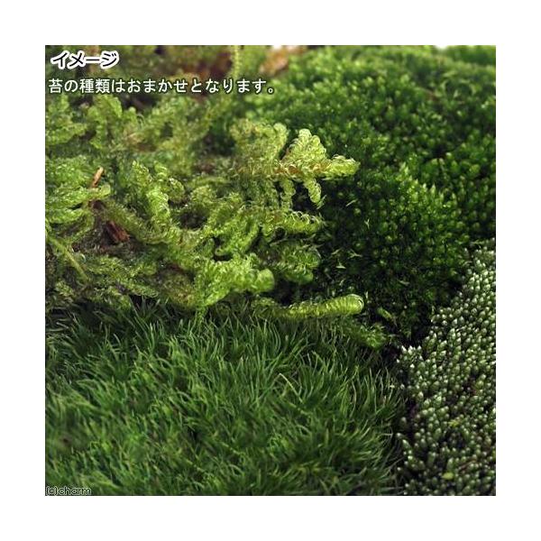 paludariumplants　パルダリウム　テラリウム　line2462terarium　_gardening　_kame　_hachu　コケシリーズ　aquaterrarium　ガーデニング　観葉植物　苔　all_plants　両爬向...