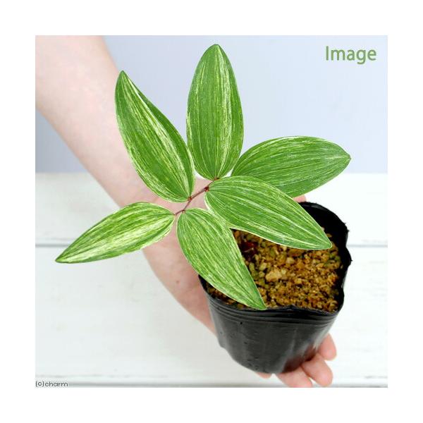 _gardening　ガーデニング　山野草　ナルコユリ　鳴子百合　Ｐｏｒｙｇｏｎａｔｕｍ　ｆａｌｃａｔｕｍ　植物　植物生体　ガーデニング生体　育て方　育成方法　栽培方法　フイリ　斑入り　斑入りナルコユリ　斑入ナルコユリ　フイリナルコユリ　ナ...