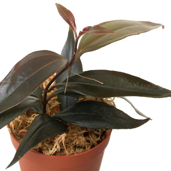 paludariumplants　パルダリウム　テラリウム　PF_SPQ　観葉植物　ガーデニング　メディニラ　スぺキオサ　メデニラ　ノボタン　育て方　育成方法　栽培方法　インドネシア　ノボタン科メディニラ属　常緑小低木　Ｍｅｄｉｎｉｌｌａ　...