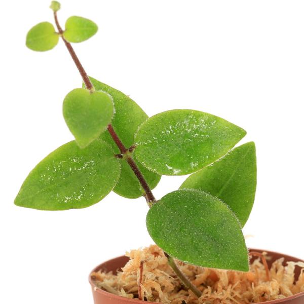 paludariumplants　パルダリウム　テラリウム　PF_SPQ　観葉植物　園芸　ガーデニング　ビバリウム　アクアテラリウム　両爬向き植物　クライマー　エスキナンサスｓｐ．サウス　スラウェシ　イワタバコ科　Ａｅｓｃｈｙｎａｎｔｈｕｓ...