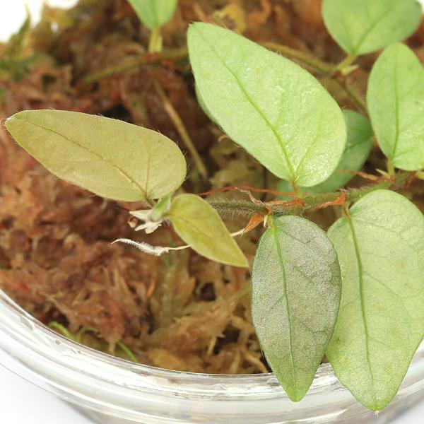 paludariumplants　パルダリウム　テラリウム　PF_SPQ　観葉植物　園芸　ガーデニング　ビバリウム　アクアテラリウム　両爬向き植物水草　熱帯植物　原種　クライマー　Ficus　sp.Murung　raya　フィカスsp.　t...
