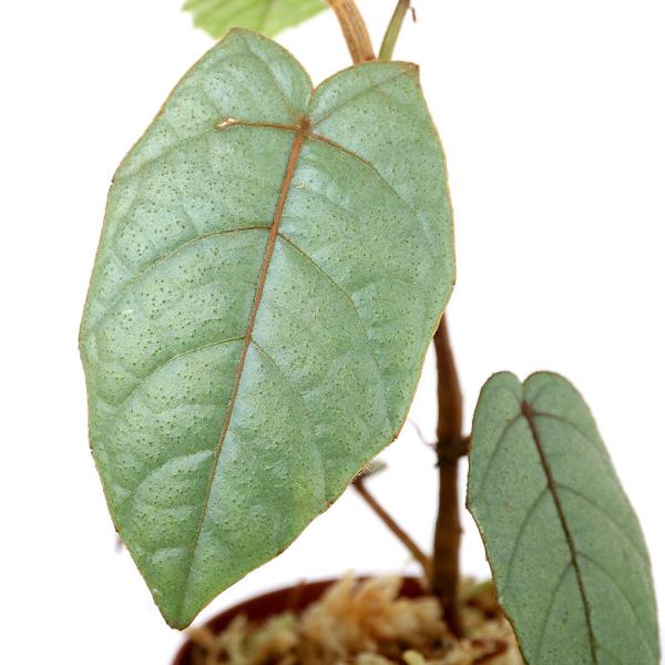 paludariumplants　パルダリウム　テラリウム　PF_SPQ　line2462terarium　観葉植物　園芸　ガーデニング　ビバリウム　アクアテラリウム　両爬向き植物　原種　熱帯植物　クライマー　20220622　KYS　te...