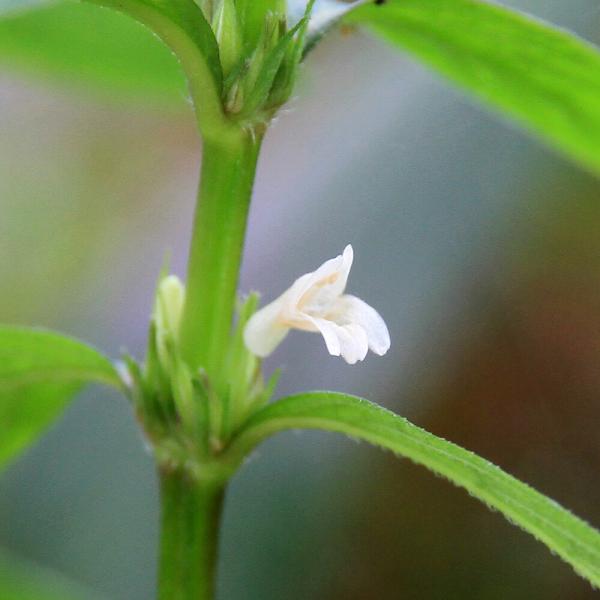 PF_SPQ　アクア　アクアリウム　水草　後景草　グリーン　緑　greenplants　all_plants　ボーグハイグロ　ハイグロフィラ　ビオラセア　Hygrophila　violacea　2022kouki　YH　y22m07　202...