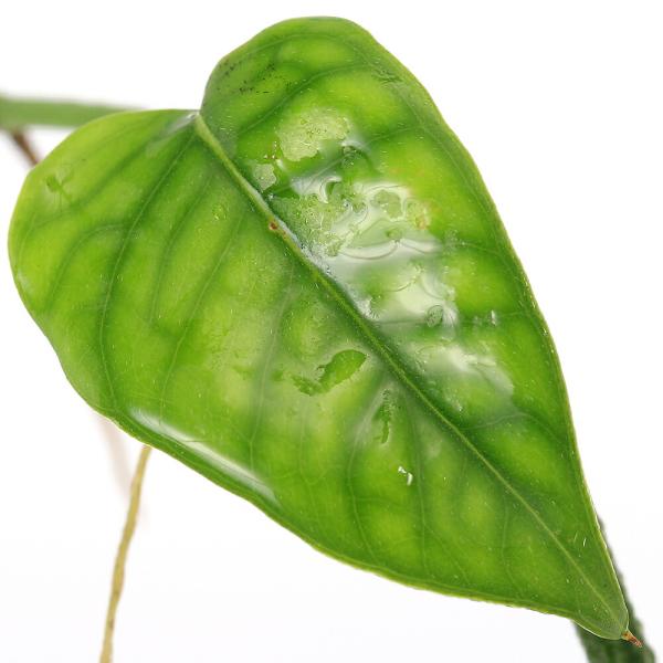 paludariumplants　パルダリウム　テラリウム　PF_SPQ　line2462terarium　熱帯魚　水草　クリプトとその近縁　ワイルド便/sp　観葉植物　園芸　ガーデニング　ビバリウム　アクアテラリウム　サトイモ　Philo...