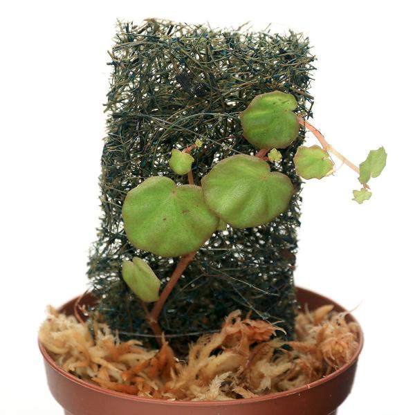 paludariumplants　パルダリウム　テラリウム　PF_SPQ　観葉　ガーデニング　ビバリウム　アクアテラリウム　水草　熱帯植物　原種ベゴニア　Begonia　sp.　terrariumplants　ベゴニアsp.　progeni...