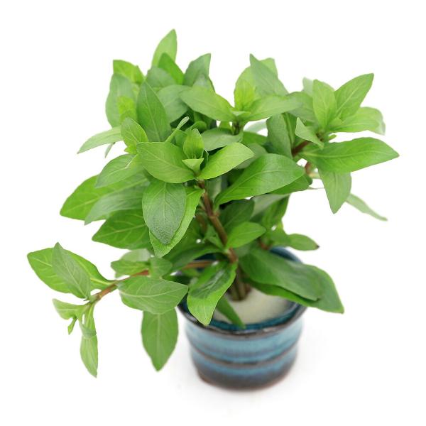 PF_SPQ　熱帯魚　_wp　水草　寄せ植え　水上葉　_aqua　groupplant_suijou　豆鉢　置くだけ簡単　小型水槽　ポリスペルマ　ハイグロ　キツネノマゴ　オギノツメ　Acanthaceae　greenplants　KYS　2...