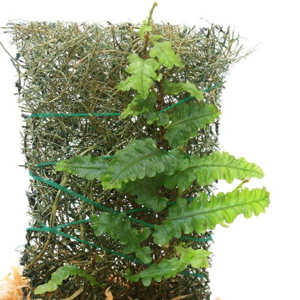 PF_SPQ　_hachu　_aqua　_gardening　sfset　観葉植物　ガーデニング　ビバリウム　アクアテラリウム　パルダリウム　水草　着生シダ　バードウィングファンTeratophyllum　aculeatum　Nanga　p...
