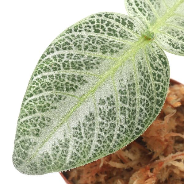 paludariumplants　パルダリウム　テラリウム　PF_SPQ　ガーデニング　園芸　観葉　観葉植物　ビバリウム　アクアテラリウム　アカネ科　Ａｒｇｏｓｔｅｍｍａ　ｓｐ．　ｆｒｏｍ　Bukit　Larut　アルゴステマ　ビフォリウム...