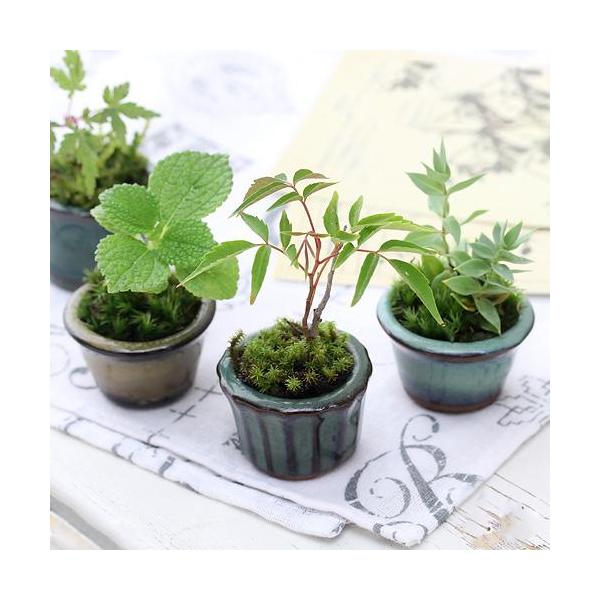 _interior　_gardening　ガーデニング　山野草　寄せ植え　koukaseki_series　sannyasou_2014　20160113　ＮＴ　植物　植物生体　育て方　育成方法　栽培方法　koke_toki　koke_kw...