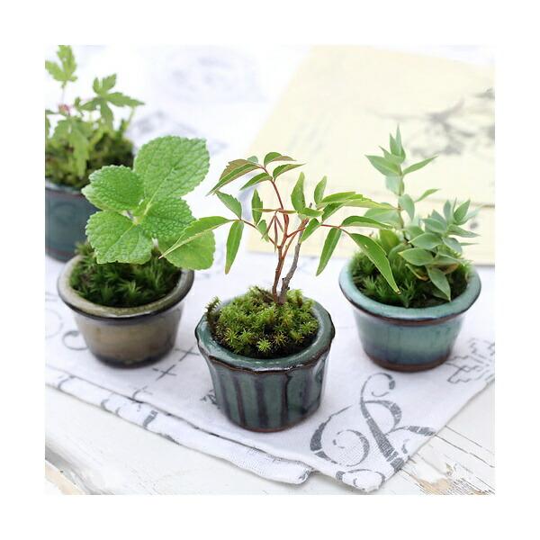 _interior　_gardening　ガーデニング　山野草　寄せ植え　koukaseki_series　sannyasou_2014　20161008　ＮＴ　植物　植物生体　ガーデニング生体　育て方　育成方法　栽培方法　plant201...