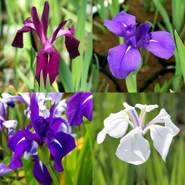 ビオトープ　水辺植物　水生植物　ayame　ガーデニング　その他水辺植物　花菖蒲　肥後系　中生　gw_ガーデニング　all_plants　gar0712_mizube　植物　植物生体　ガーデニング生体　育て方　育成方法　栽培方法　039_l...