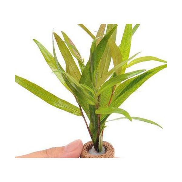 熱帯魚　_aqua　Polygonum　水草　後景草　赤い　水草赤い　ポリゴナムsp.ピンクはこちら　水上葉_ポリゴナム　ライフマルチ　all_plants　ife_malti_wp　ifemultiseries　20161207　KYS　...