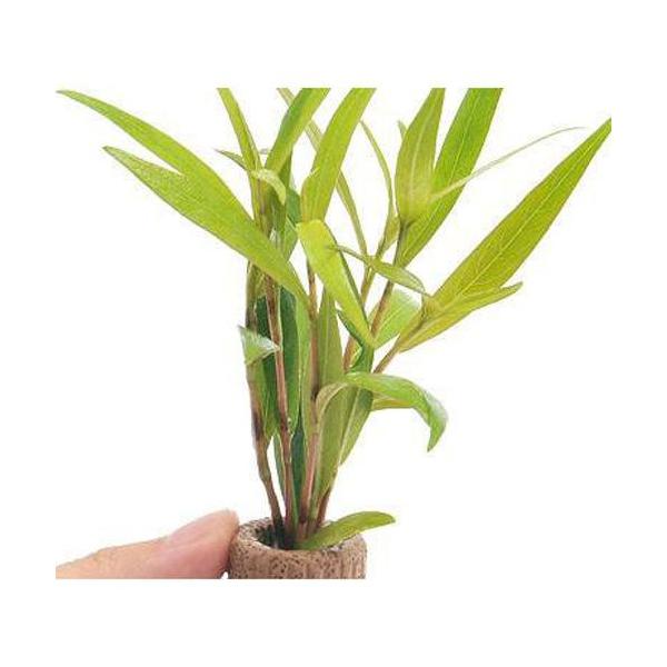 熱帯魚　_aqua　Polygonum　水草　後景草　赤い　水草赤い　ポリゴナムsp.レッドはこちら　水上葉_ポリゴナム　ライフマルチ　all_plants　life_malti_wp　lifemultiseries　20161207　KY...