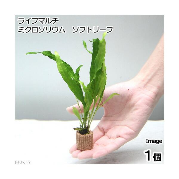 熱帯魚　_wp　_aqua　活着する水草　シダ　水草　ミクロソリウム　ミクロソリウムはこちら　20141213　NT　imdk_mkr0130　kaijyo　Microsorium　pteropus　var　soft　ウラボシ科　ヌカボシク...