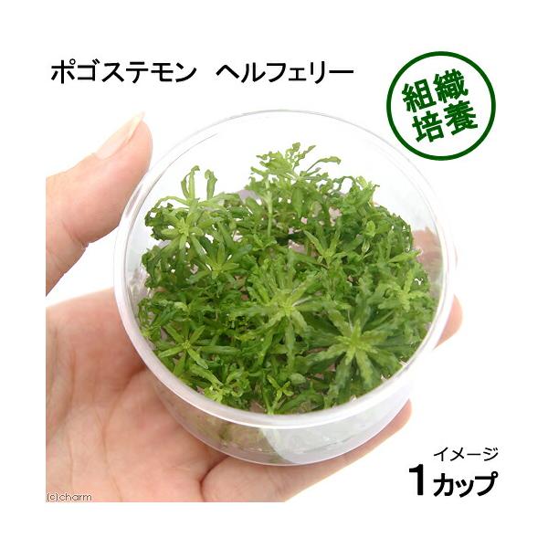 PF_SPQ　熱帯魚　_aqua　水草　前景草　組織培養　メリクロン　お勧め前景草　ninki_plants　Ｐｏｇｏｓｔｅｍｏｎ　ｈｅｌｆｅｒｉ　ＫＹＳ　20160624　カップ　wp_soshiki　mericlone_plants　t...