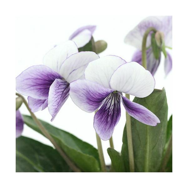 _gardening　ガーデニング　山野草　ヤハズスミレ　Vｉｏｌａ　ｍａｎｄｓｈｕｒｉｃａ　ｖａｒ．ｔｒｉａｎｇｕｌａｒｉｓ　20160414　ＭＳ　snys_viola　育て方　育成方法　栽培方法　090list　bnr_hrgmgr　...