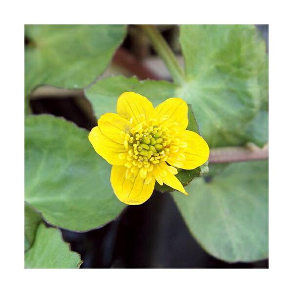 _aqua　_gardening　ビオトープ　ガーデニング　水辺植物　その他水辺植物　all_plants　Ｃａｌｔｈａ　ｐａｌｕｓｔｒｉｓ　ｖａｒ．ｅｎｋｏｓｏ　20160414　NT　育て方　育成方法　栽培方法　湿生植物　opa2_de...