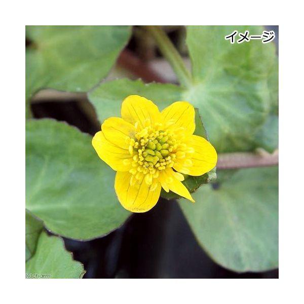 _gardening　ビオトープ　ガーデニング　水辺植物　その他水辺植物　all_plants　Ｃａｌｔｈａ　ｐａｌｕｓｔｒｉｓ　ｖａｒ．ｅｎｋｏｓｏ　20160414　ＭＳ　育て方　育成方法　栽培方法　bnr_hrgmgr　p5mizbr...