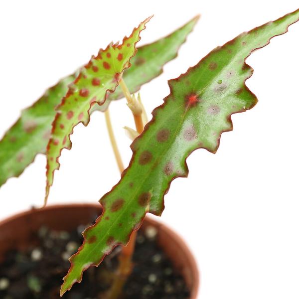 paludariumplants　パルダリウム　テラリウム　PF_SPQ　観葉　ガーデニング　ビバリウム　アクアテラリウム　水草　熱帯植物　原種ベゴニア　木立ベゴニア　根茎性ベゴニア　Begonia　amphioxus　all_plants...
