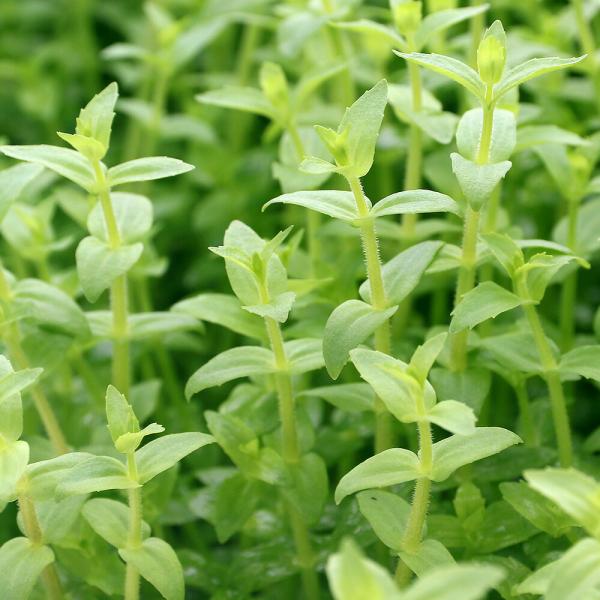 熱帯魚　水草　中景草　前景草　横に広がる　all_plants　wp_kywrd　_aqua　muryotassei_700_799　GreenCarpet　plt13　DPon3ARb　0Ph69r1n_wpp　20160806　ＮＴ　w...