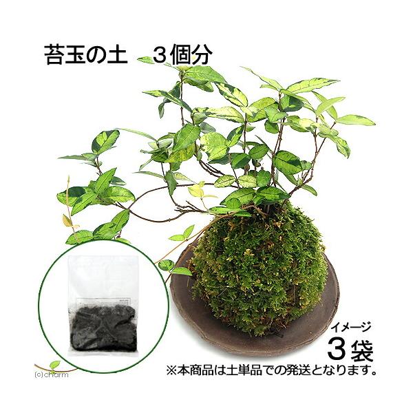 _gardening　ガーデニング　山野草　用土　培養土　20150419　ＮＴ　植物　植物生体　ガーデニング生体　コケダマ　ケト土　ＹＭＹＭ　banner_kokedama　専門　専門用土