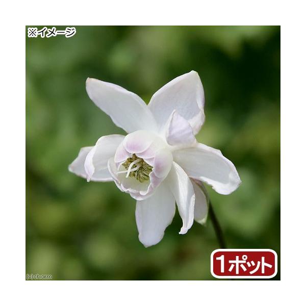 _gardening　_kame　ガーデニング　山野草　テラリウム　キンポウゲ　Ａｎｅｍｏｎｏｐｓｉｓ　ｍａｃｒｏｐｈｙｌｌａ　植物　植物生体　ガーデニング生体　20170507　ＮＴ　育て方　育成方法　栽培方法　蓮華升麻　ＹＭＹＭ　opa...