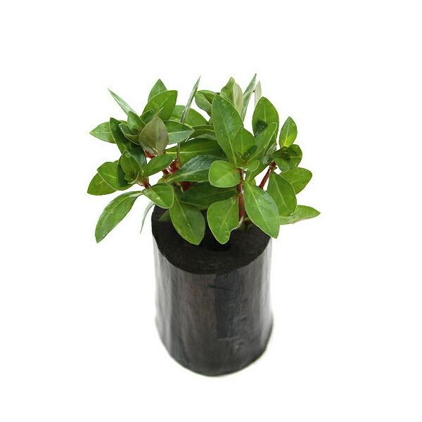 _aqua　Ludwigia　水草　後景草　赤い　all_plants　水草赤い　レッドルドウィジアはこちら　水上葉_ルドウィジア　wp_kywrd　betonam77　ログポット　置くだけ簡単　20170315　ＫＹＳ　point5wpl...