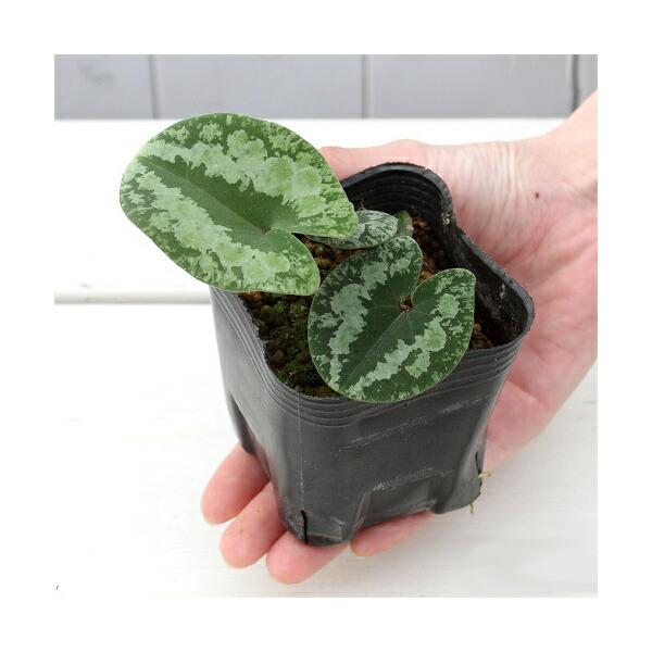 kotenplant　_gardening　ガーデニング　山野草　３号　ウマノスズクサ　Ａｓａｒｕｍ　ｎｉｐｐｏｎｉｃｕｍ　ｖａｒ．ｎｉｐｐｏｎｉｃｕｍ　Ｈｅｔｅｒｏｔｒｏｐａ　ｋｏｏｙａｎａ ｖａｒ．ｎｉｐｐｏｎｉｃａ　寒葵　201704...