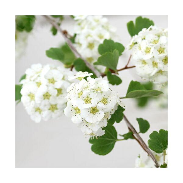 _gardening　山野草　ガーデニング　花　苗　シモツケ　バラ科　Ｓｐｉｒａｅａ　ｂｌｕｍｅｉ　ミツバイワガサ　三葉岩傘　植物　植物生体　ガーデニング生体　20170420　ＭＳ　育て方　育成方法　栽培方法　bnr_hrgmgr　opa...