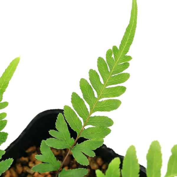 _kame　_gardening　観葉植物　園芸　ガーデニング　ビバリウム　アクアテラリウム　パルダリウム　水草　Ｐｔｅｒｉｓ　ｄｉｓｐｅｒ　イノモトソウ　プテリス　半片旗　20170420　ＭＳ　育て方　育成方法　栽培方法　opa2_de...