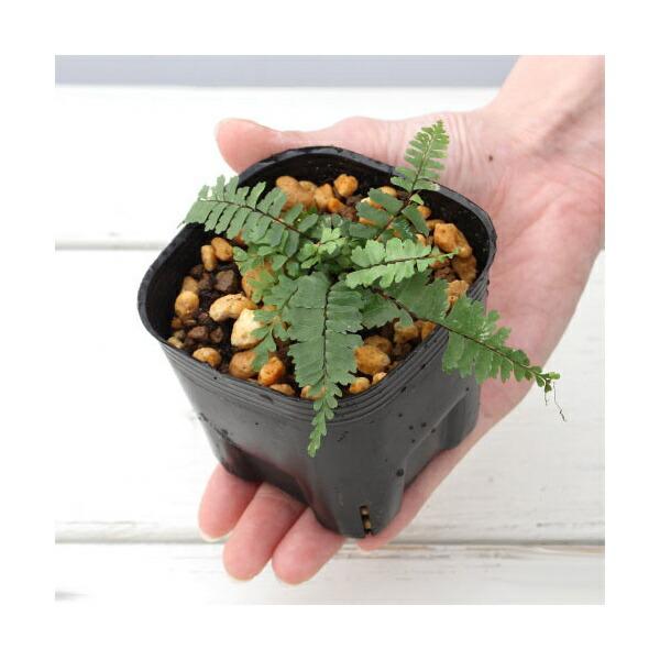 paludariumplants　パルダリウム　テラリウム　_hachu　_kame　_gardening　山野草　観葉植物　園芸　ガーデニング　ビバリウム　アクアテラリウム　水草　着生シダ　Ａｓｐｌｅｎｉｕｍ　ｎｏｒｍａｌｅ　アスプレニウ...