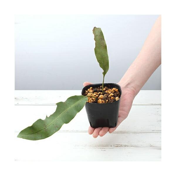 paludariumplants　パルダリウム　テラリウム　_hachu　_kame　_gardening　ガーデニング　山野草　観葉植物　ビバリウム　アクアテラリウム　水草　着生シダ　Ｅｌａｐｈｏｇｌｏｓｓｕｍ　ｔｏｓａｅｎｓｅ　ヒロバノ...