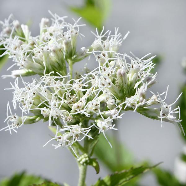 _gardening　ガーデニング　山野草　植物　植物生体　ガーデニング生体　育て方　育成方法　栽培方法　20191019　NT　ヒヨドリバナ　鵯花　アサギマダラ　キク科　ヒヨドリバナ属　秋の山野草　Ｅｕｐａｔｏｒｉｕｍ　ｍａｋｉｎｏｉ　フ...