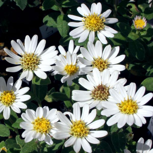 _aqua　_gardening　ガーデニング　Aｓｔｅｒ　ｖｉｓｃｉｄｕｌｕｓ　観葉植物　all_plants　emporio0_199　20191019　ＮＴ　植物　植物生体　ガーデニング生体　育て方　育成方法　栽培方法　箱根菊　ハコネ...