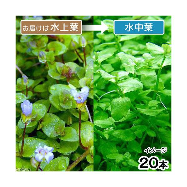 熱帯魚　水草　グリーン　前景草　小型水槽　小型　円葉　greenplants　20170612　ＫＹＳ　有茎草　バコパ　オーストラリス　Ｂａｃｏｐａ　ａｕｓｔｒａｌｉｓ　アウストラリス　seitaieventbt202603