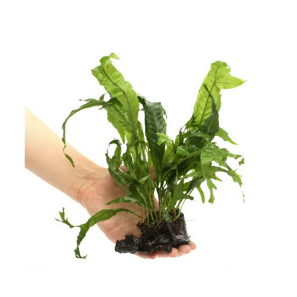 熱帯魚　_aqua　水草付き流木　エビ用水草　水草　モス／シダ付流木　ミクロソリウム　all_plants　tachiage水草　wp_kywrd　normal-pteropus　imdk_mkr0130　mikusa0406　ＫＹs　ギガ...